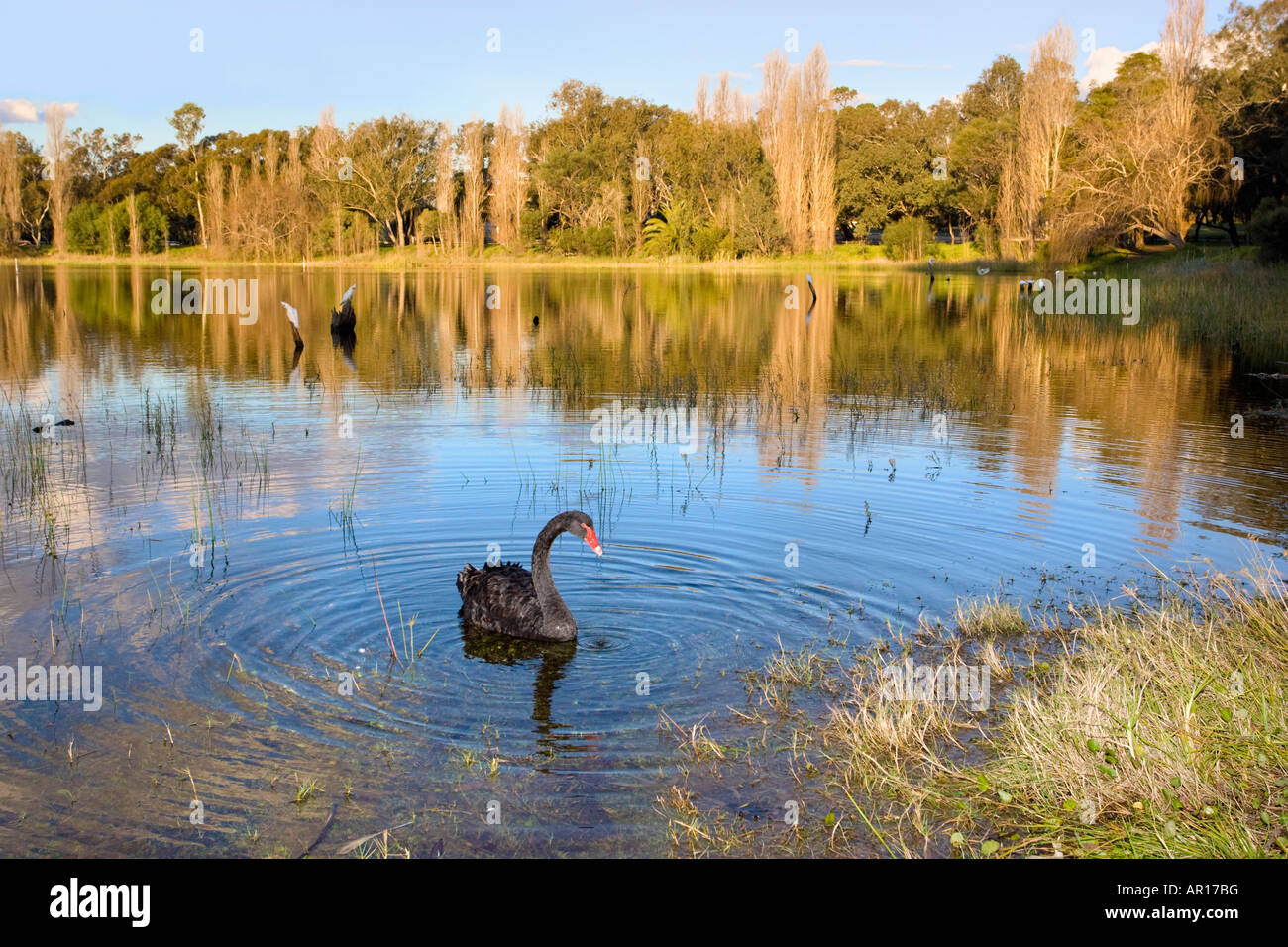 A Black Swan on a lake in the late evening sun. Corellas are perched on ...