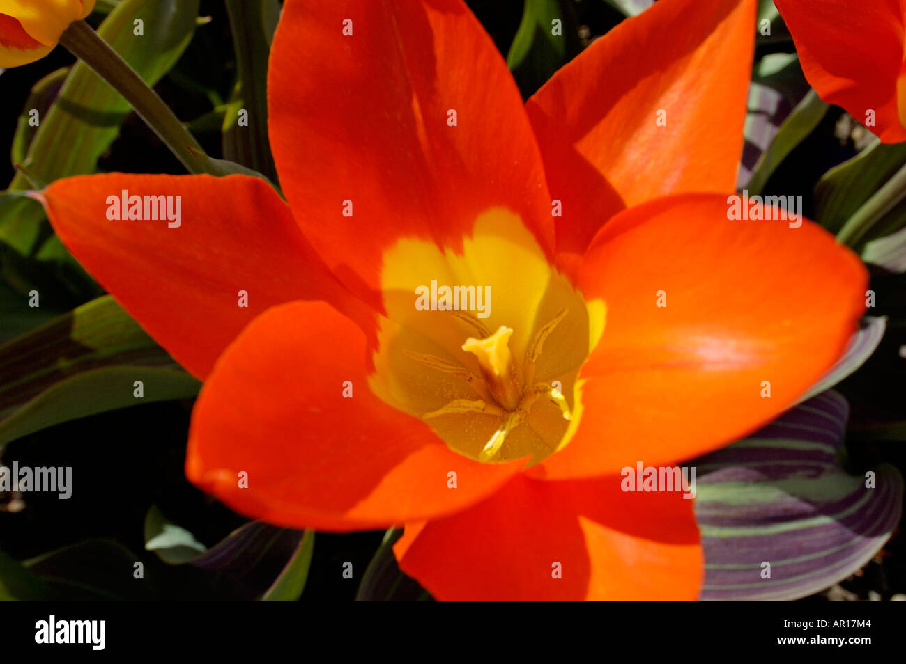 Red tulip from above Stock Photo - Alamy