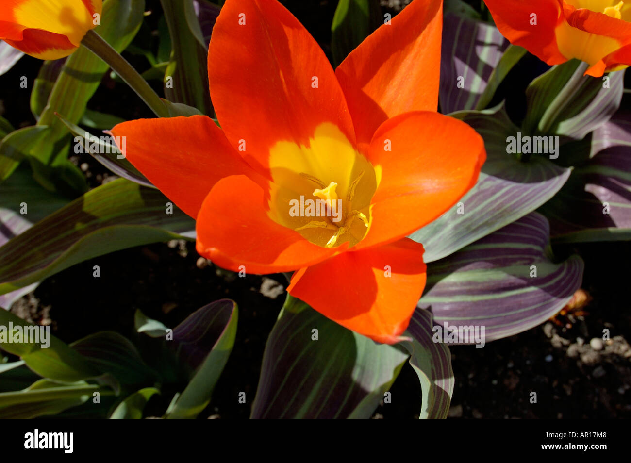 Red tulip from above Stock Photo - Alamy