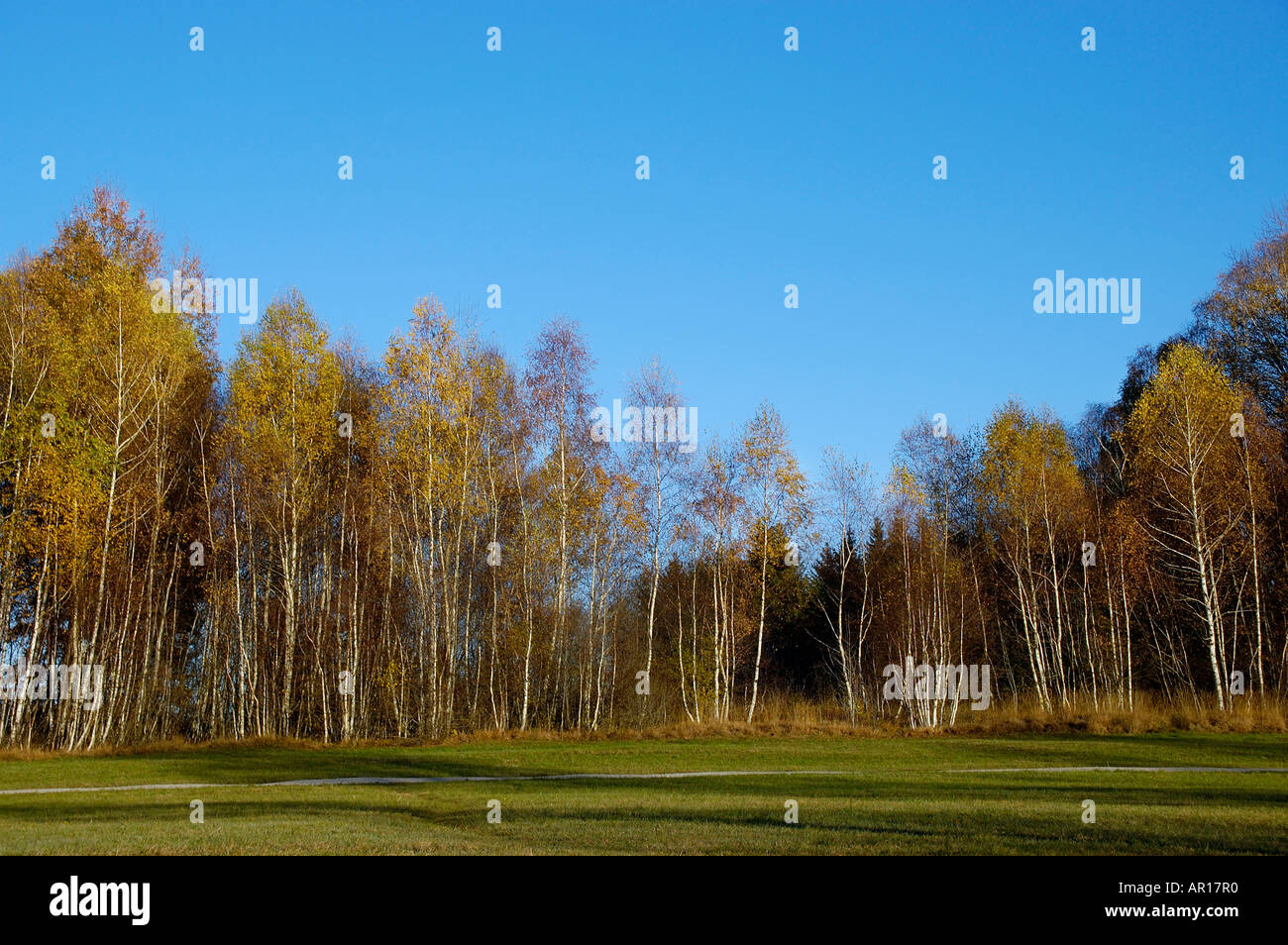 Group of birches hi-res stock photography and images - Alamy