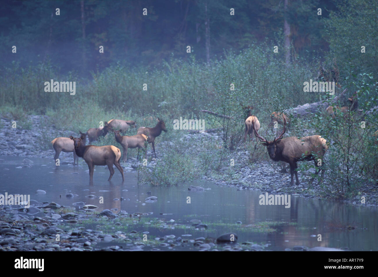 Roosevelt elk rainforest hi-res stock photography and images - Alamy