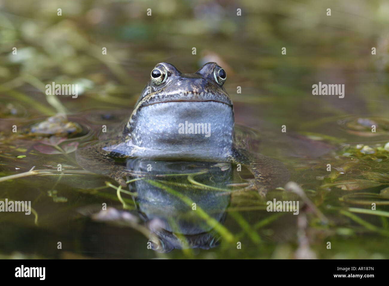 Common Frog Rana temporaria in a garden pond Stock Photo - Alamy