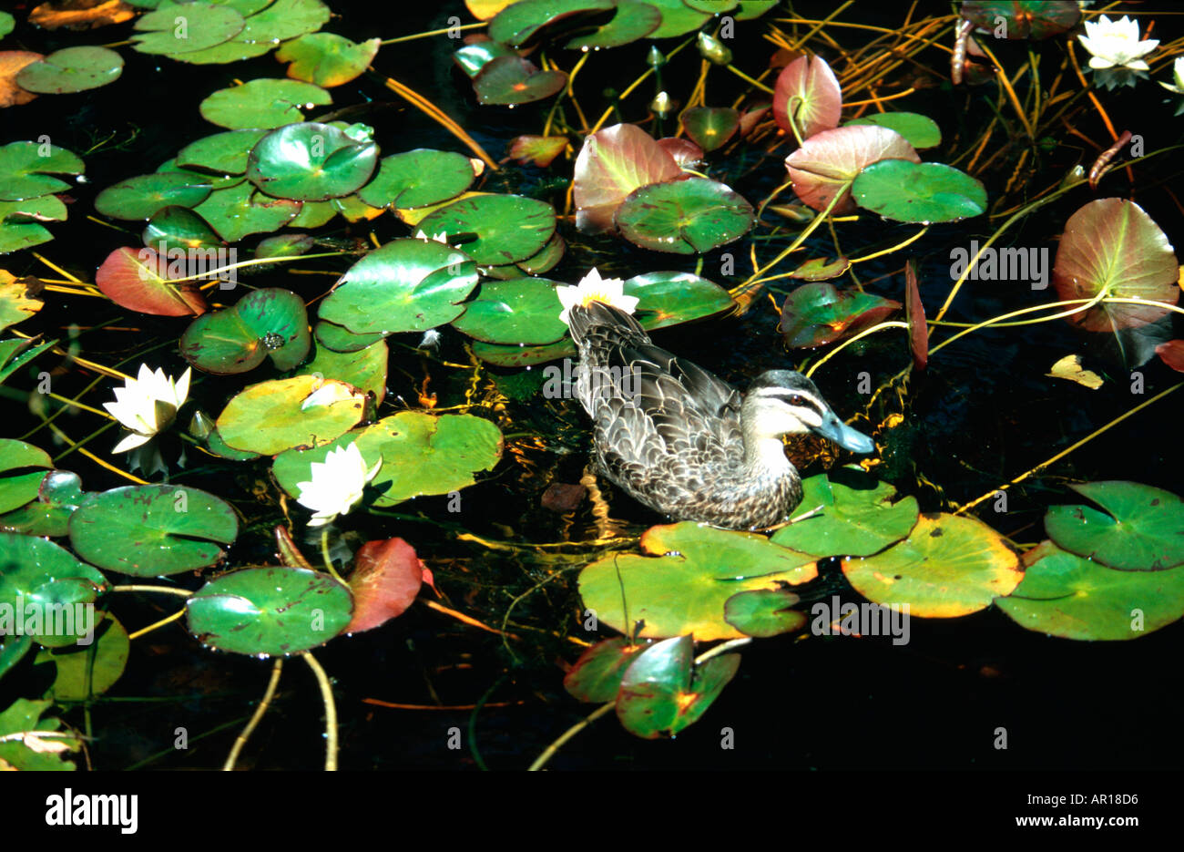 Pacific black duck (Anas poecilorhyncha), Bird World, Ballarat ...