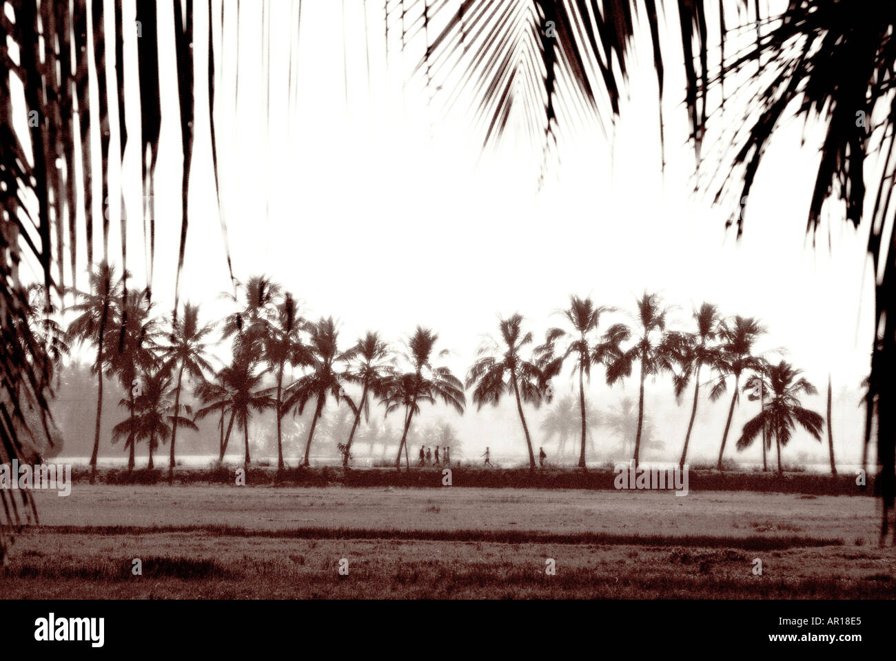Countryside near Colva beach South Goa India Stock Photo - Alamy