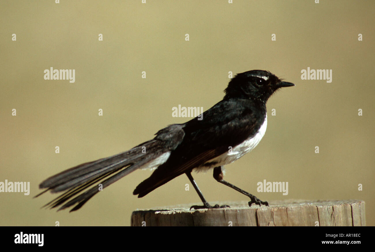 Willy wagtail new south wales hi-res stock photography and images - Alamy