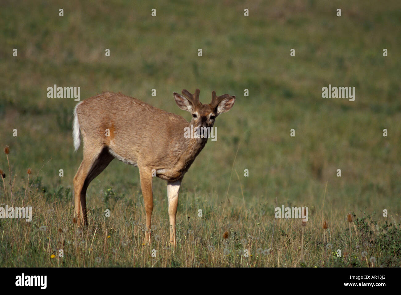 Julia butler hansen refuge hi-res stock photography and images - Alamy
