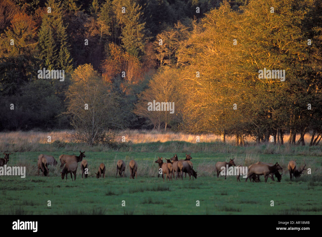 Roosevelt elk rainforest hi-res stock photography and images - Alamy