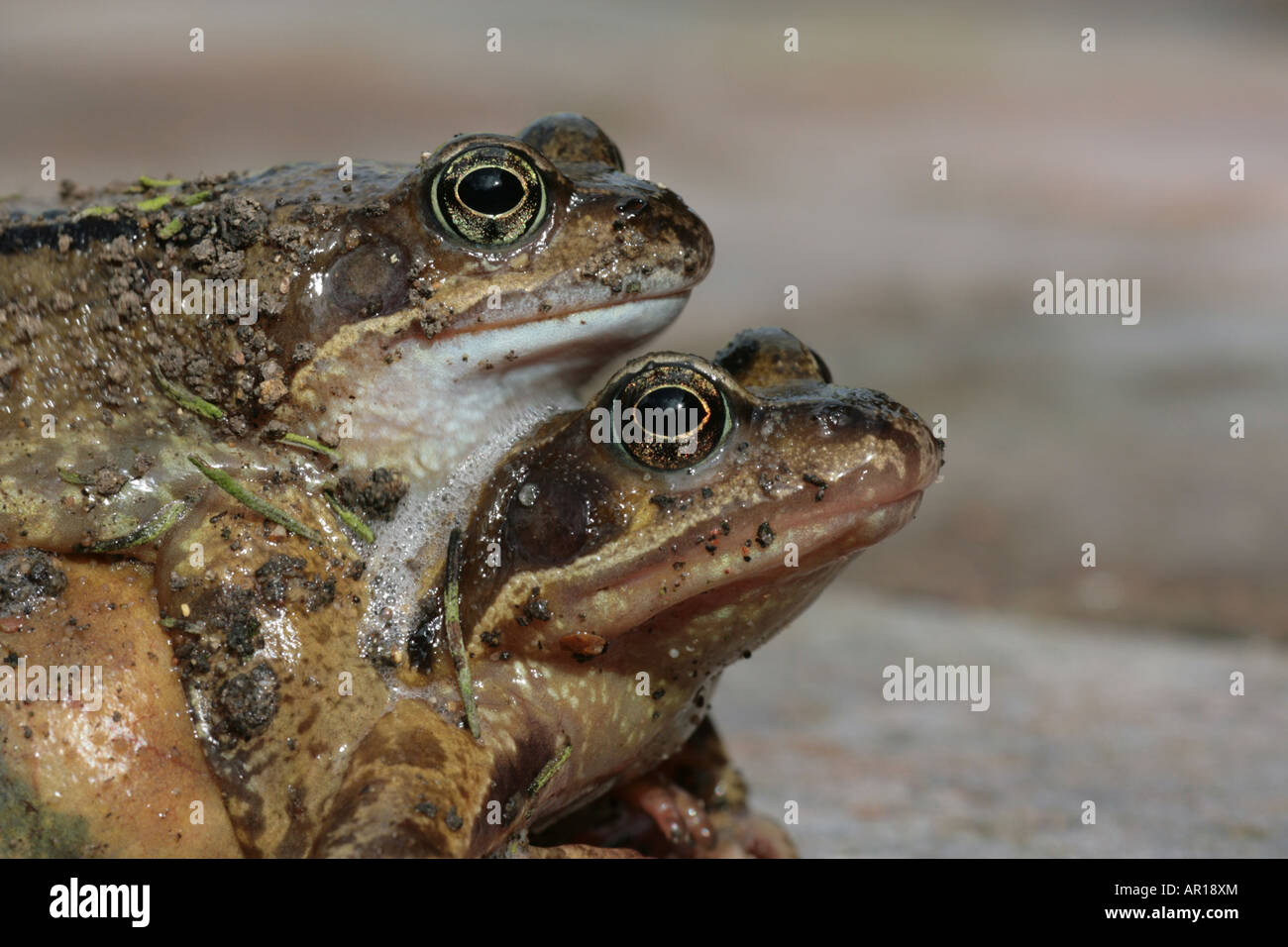 Mating frogs british isles hi-res stock photography and images - Alamy