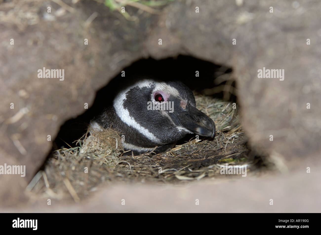 Magellanic Penguin Spheniscus magellanicus peering out from burrow New ...