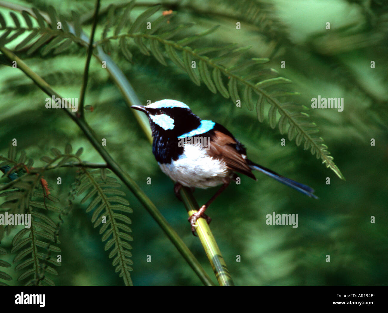 Superb fairy wren Breeding male Malurus cyaneus Dharug National Park ...