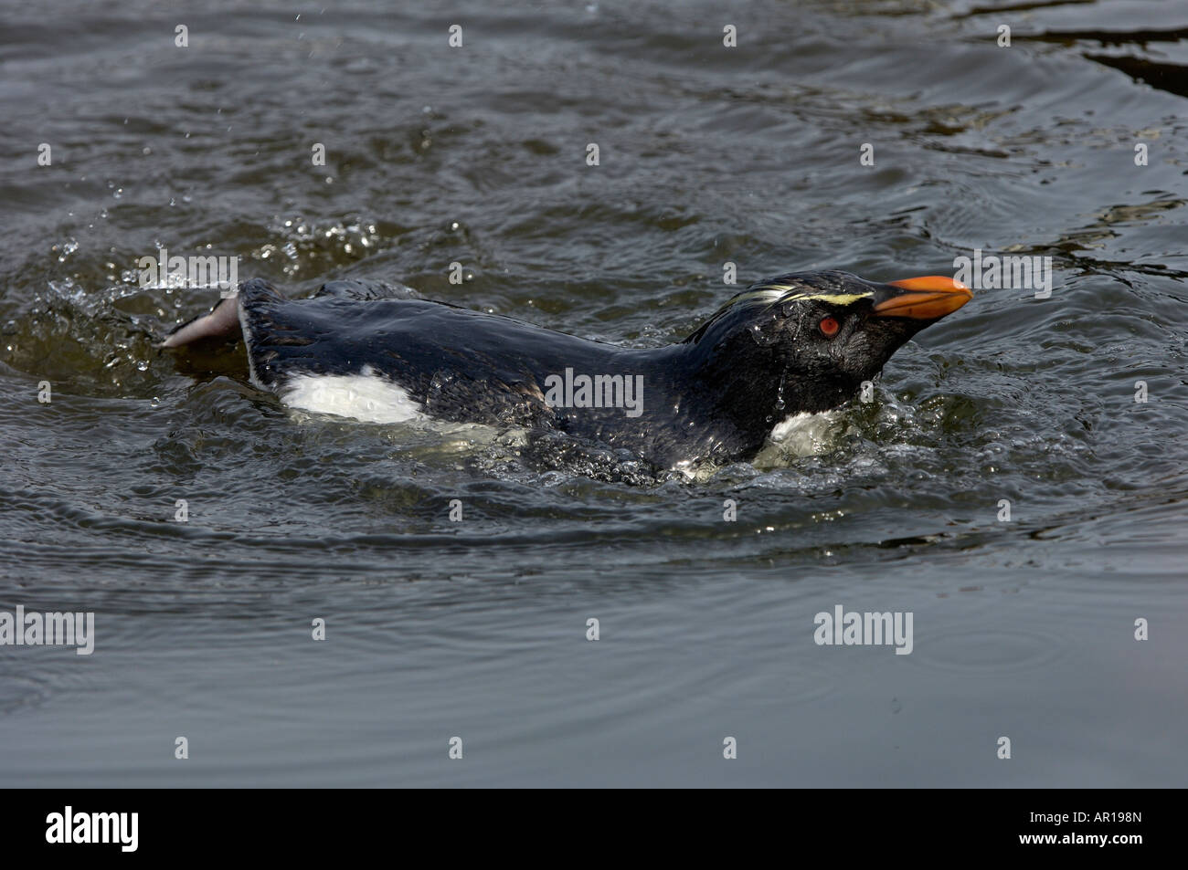 Rockhopper Penguin Eudyptes chrysocome New Island Falkland Islands ...