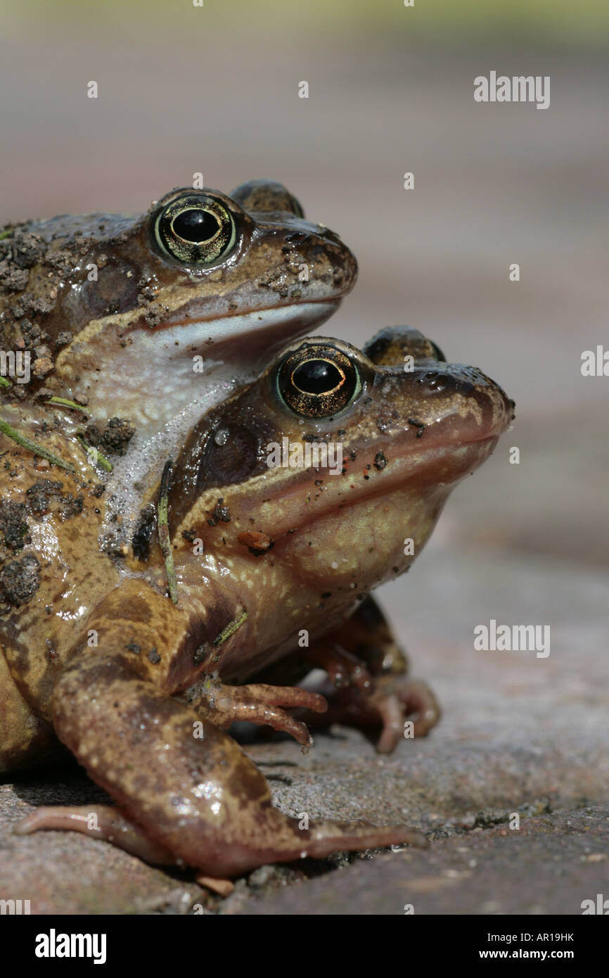 Mating frogs british isles hi-res stock photography and images - Alamy