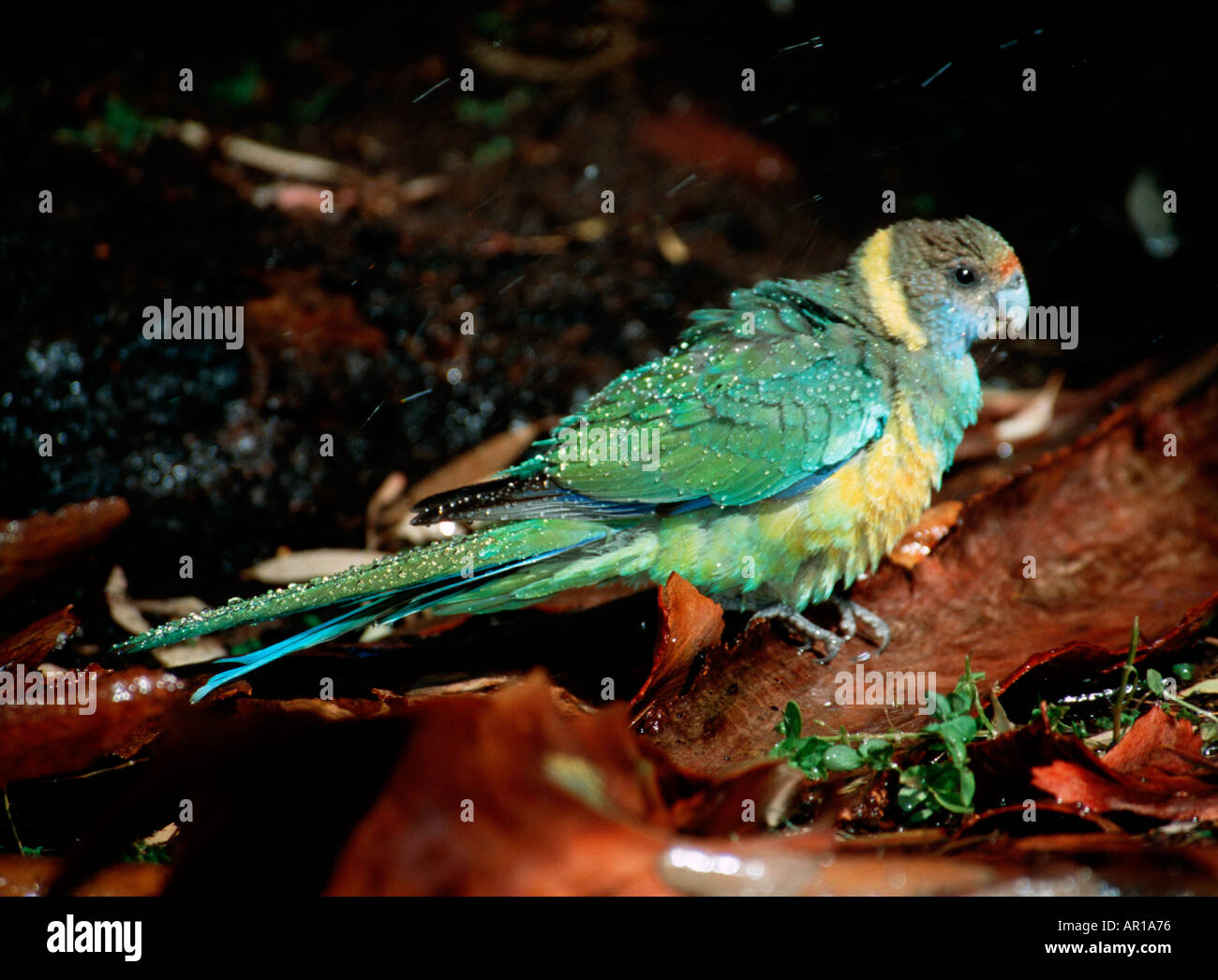 Birds of flinders ranges hi-res stock photography and images - Alamy