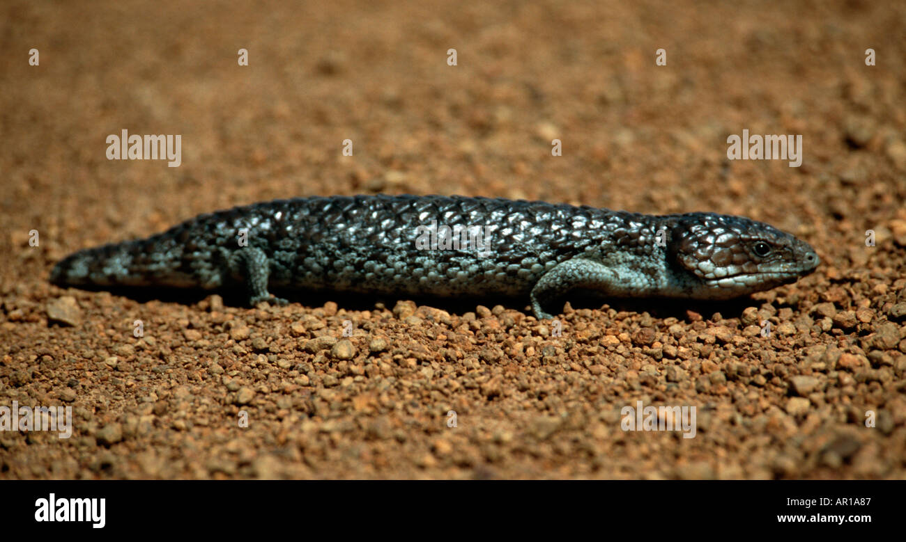 Close up of shingleback lizard hi-res stock photography and images - Alamy