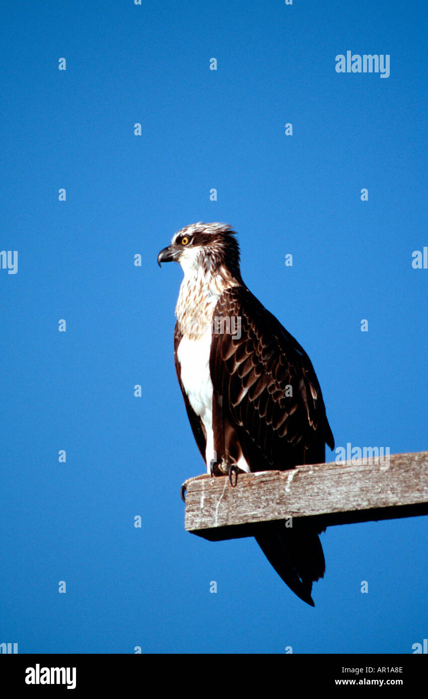 Australian eastern osprey hi-res stock photography and images - Alamy