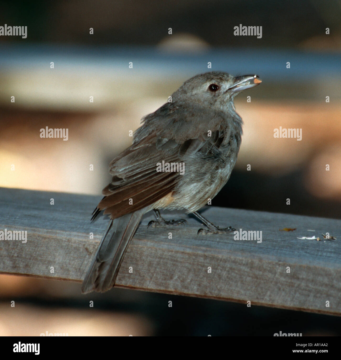 Australian treecreeper hi-res stock photography and images - Alamy