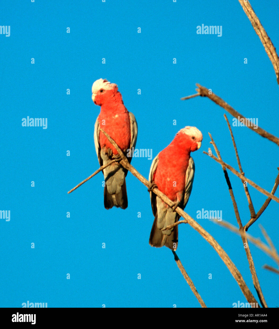 Galahs hi-res stock photography and images - Alamy