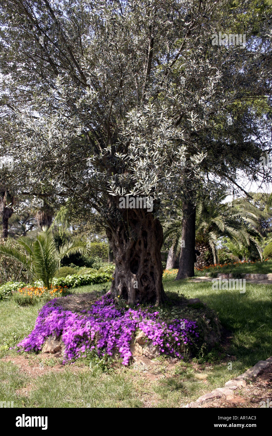 Turkish garden hi-res stock photography and images - Alamy