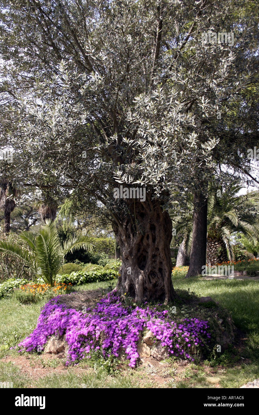Turkish garden hi-res stock photography and images - Alamy
