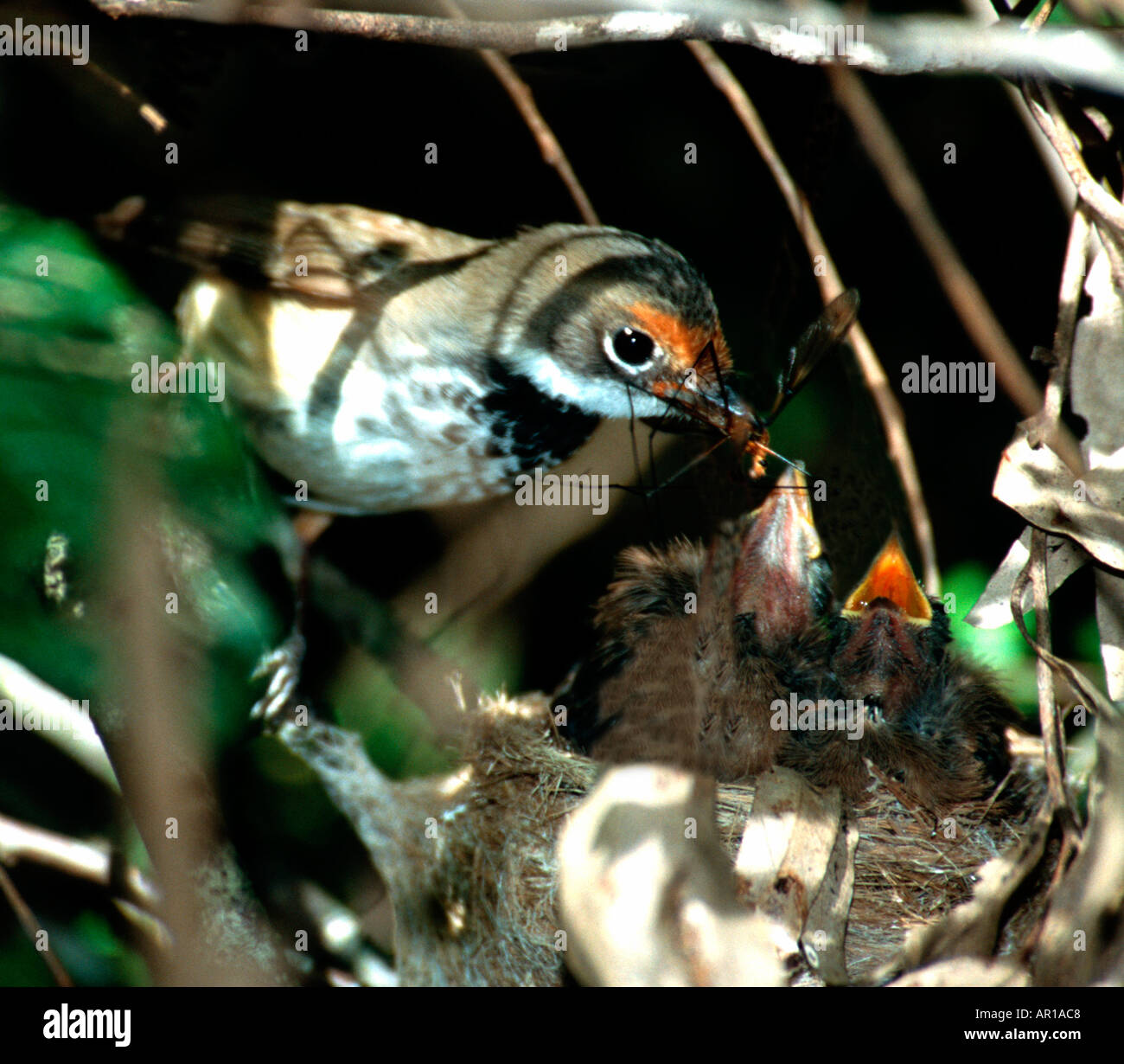 Australian bird eating an insect hi-res stock photography and images ...
