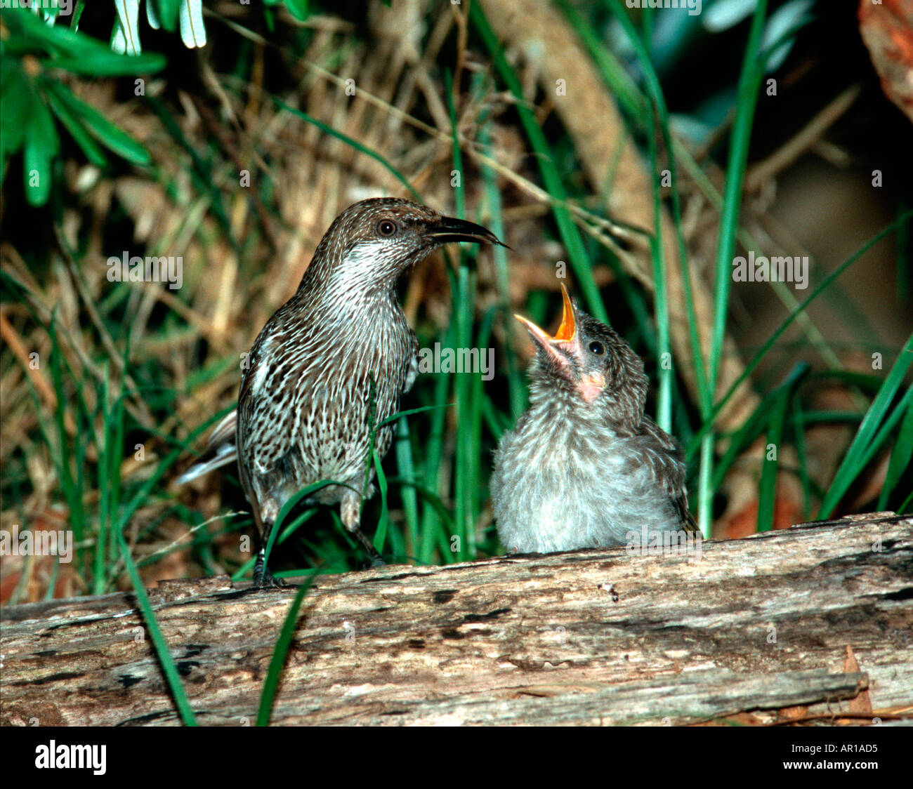 Baby wattlebird hi-res stock photography and images - Alamy