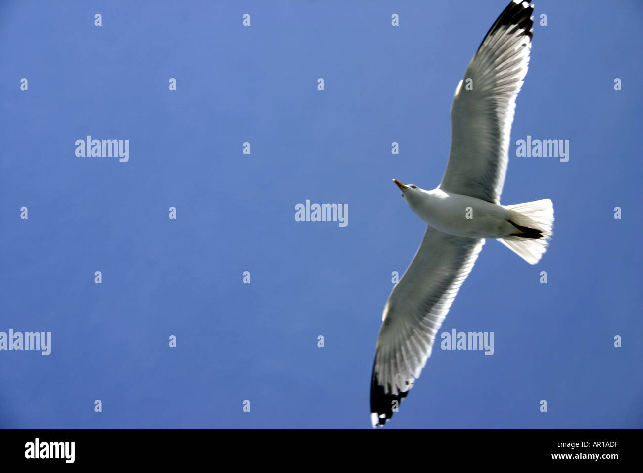 flying sea gull Stock Photo - Alamy