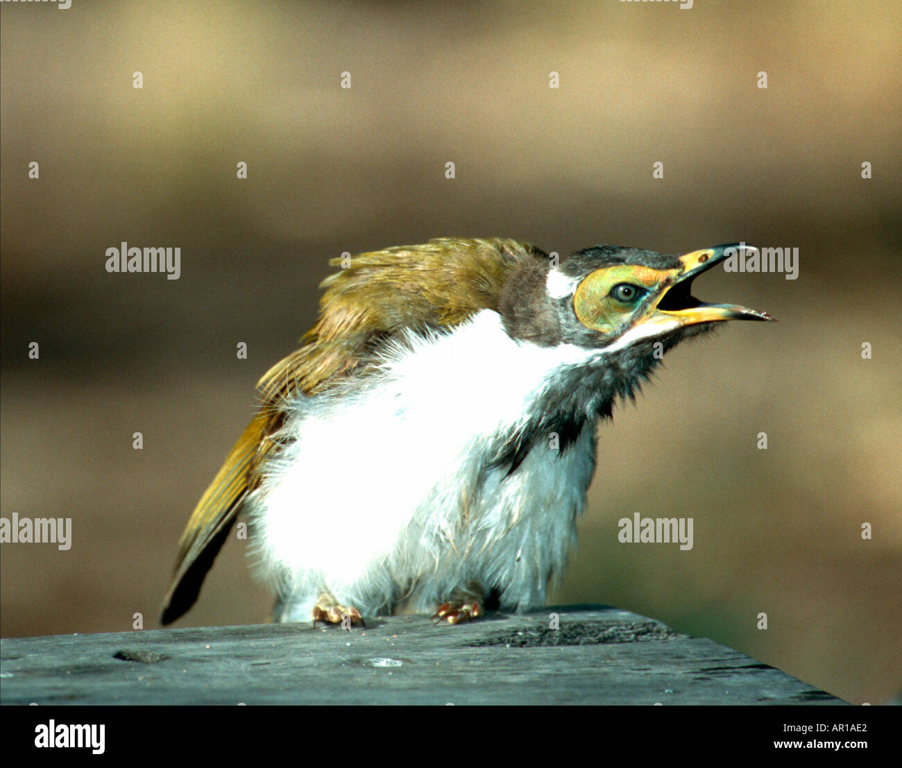 Blue Faced Honeyeater Juvenile Entomyzon Cyanotis Hattah Kulkyne