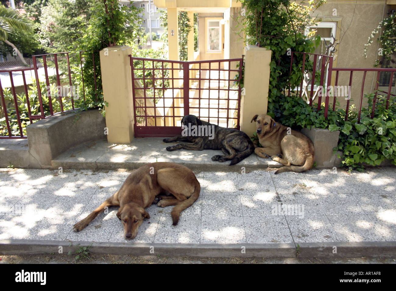 Lunchtime nap hi-res stock photography and images - Alamy