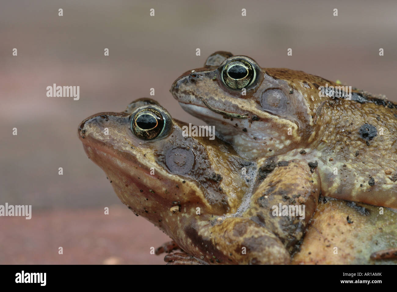 Common Frogs Rana temporaria mating on a garden patio Stock Photo - Alamy