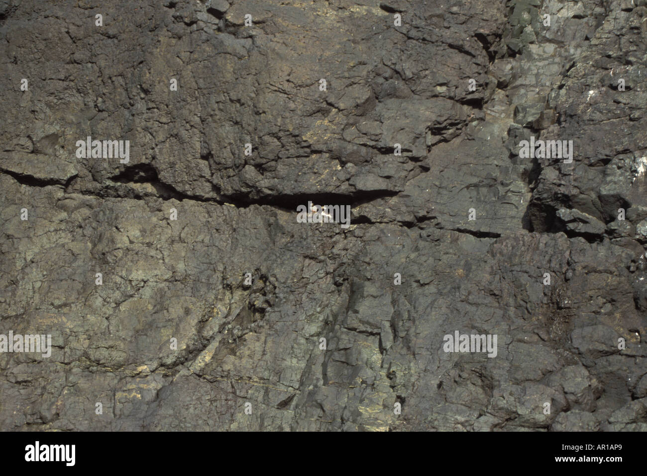 Puffin on rocks hunting hi-res stock photography and images - Alamy