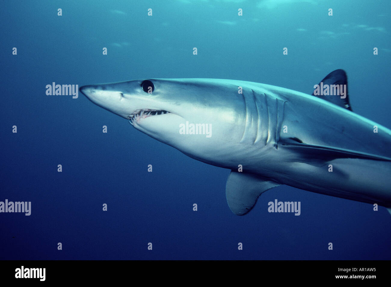 Shortfin mako isurus oxyrinchus teeth hi-res stock photography and ...