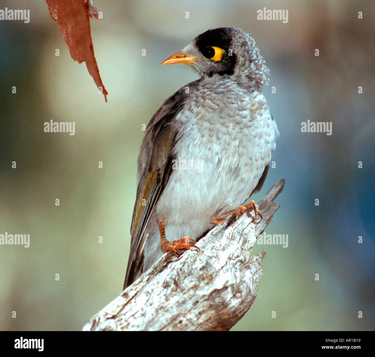 Miner Birds Stock Photos & Miner Birds Stock Images - Alamy