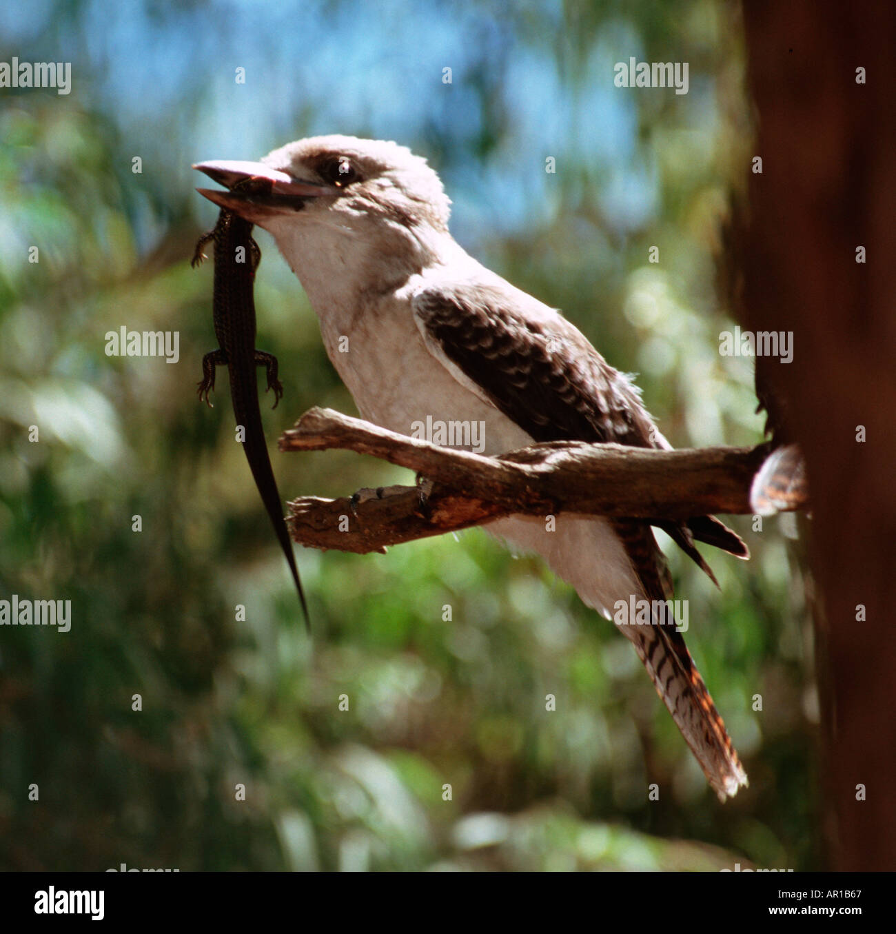 Laughing kookaburra with lizard Dacelo novaeguineae Western Australia ...