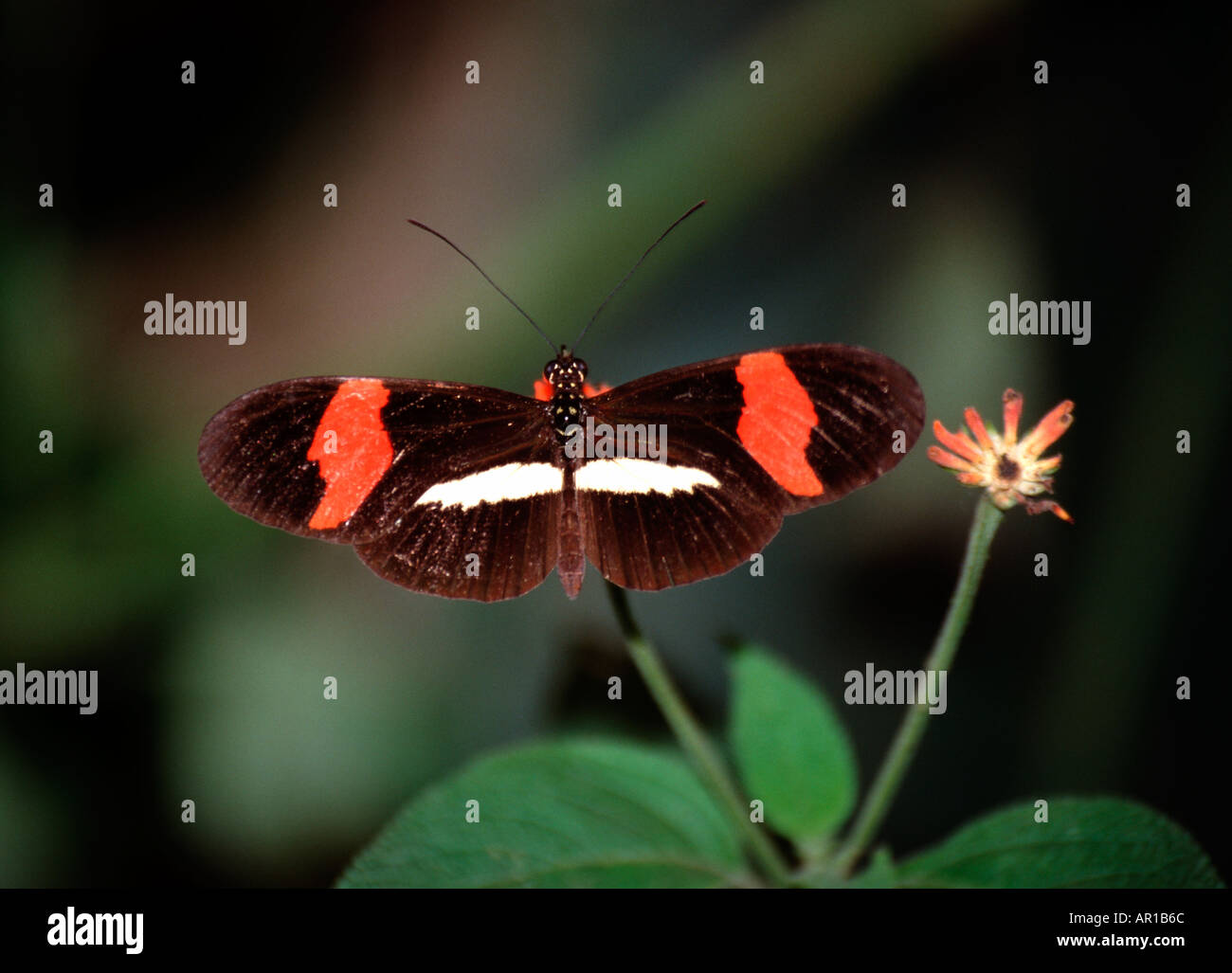 The Postman butterfly Heliconius melpomene amaryllis Costa Rica Stock ...