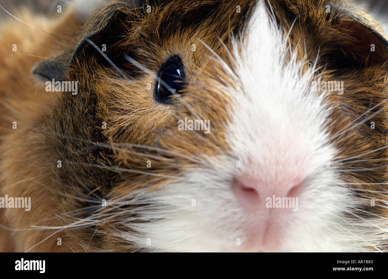 Closeup of pig nose hi-res stock photography and images - Alamy