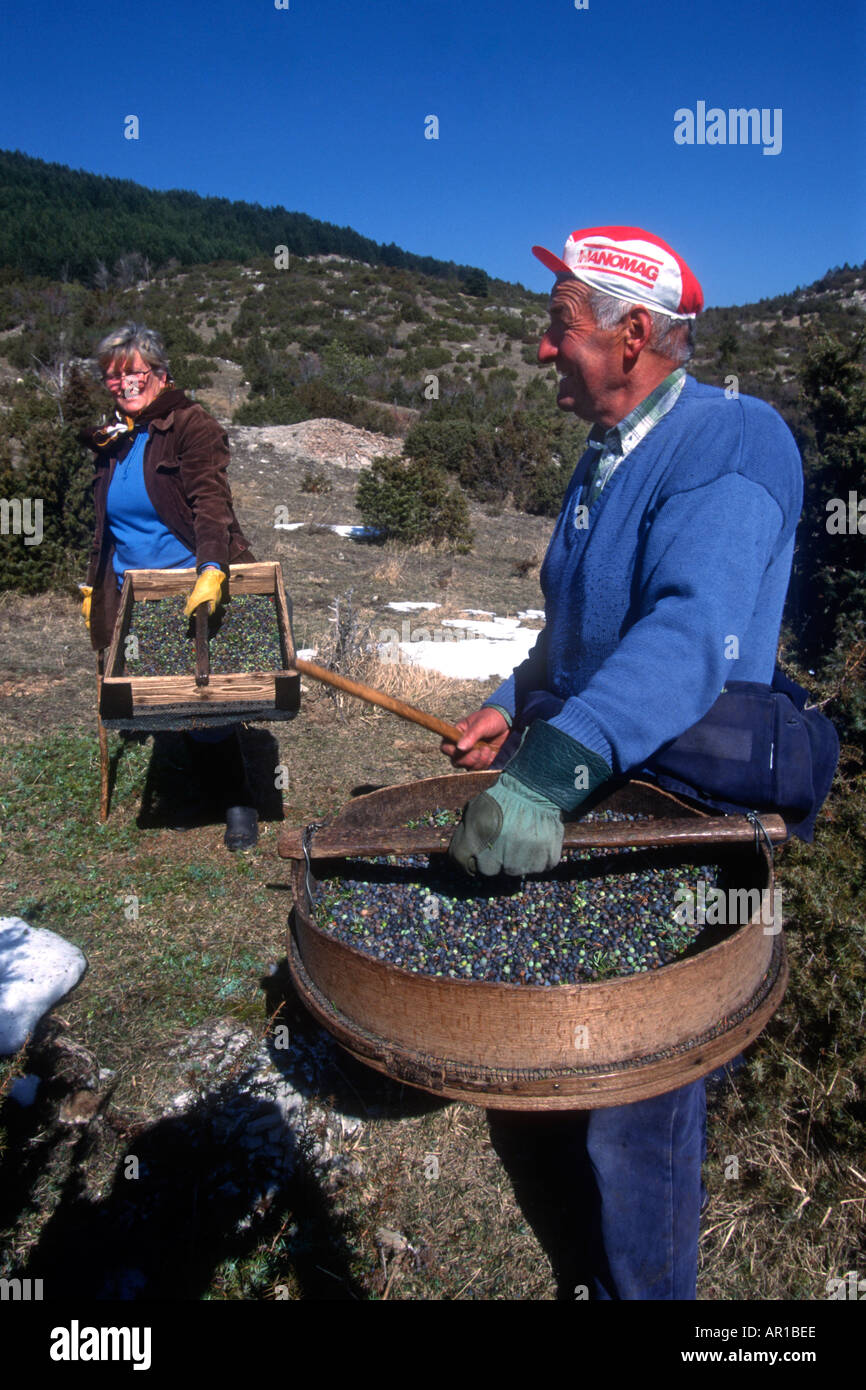 Harvesting italy juniper hi-res stock photography and images - Alamy