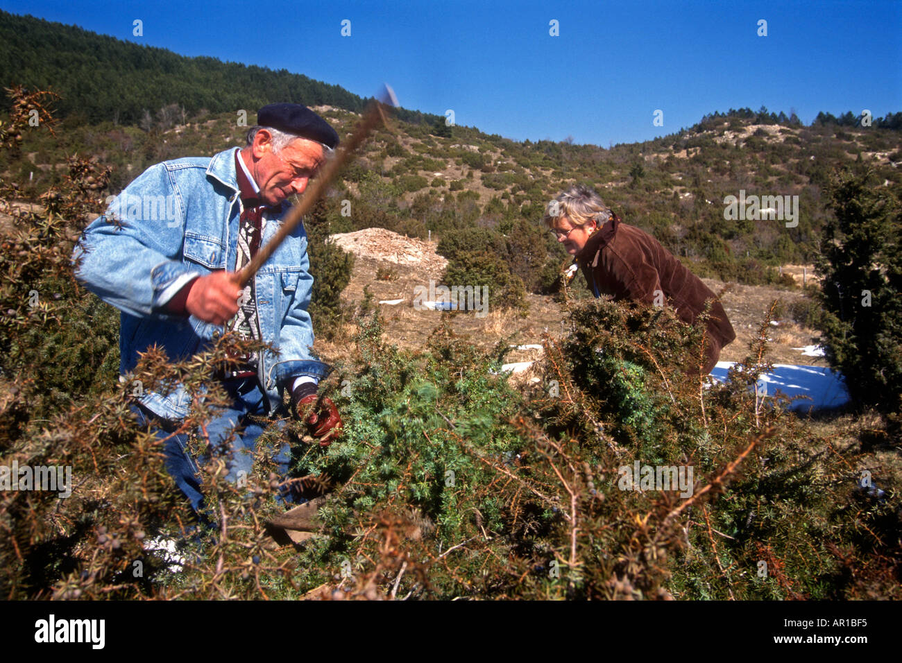 Harvesting italy juniper hi-res stock photography and images - Alamy