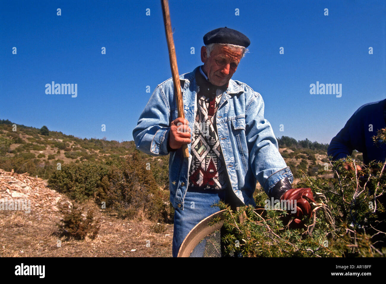 01 03 1996 Tuscany Italy Harvesting Juniper berries for use in making ...