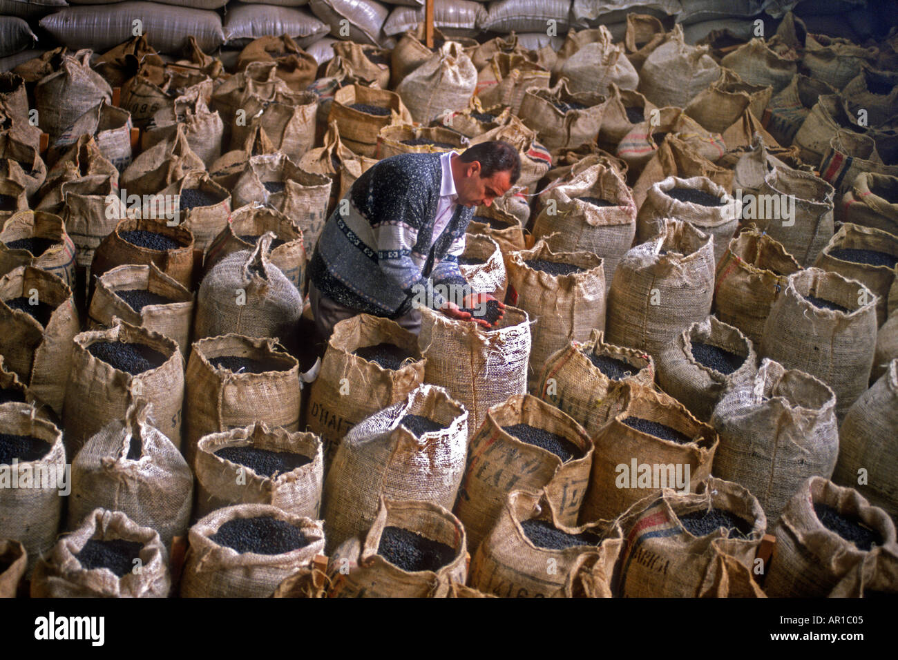 01 03 1996 Tuscany Italy Checking Juniper berries being stored after ...