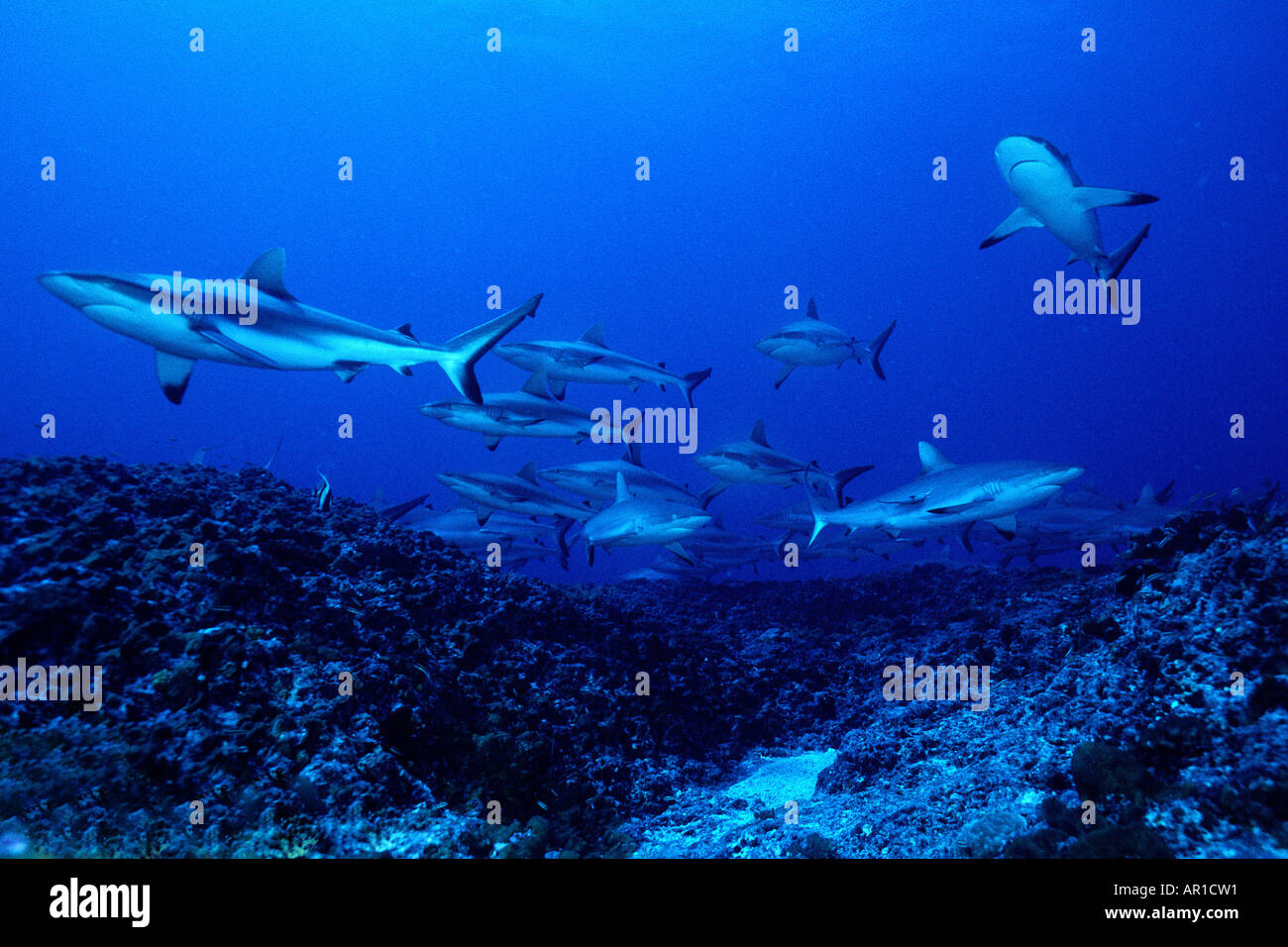 Reef channels hi-res stock photography and images - Alamy