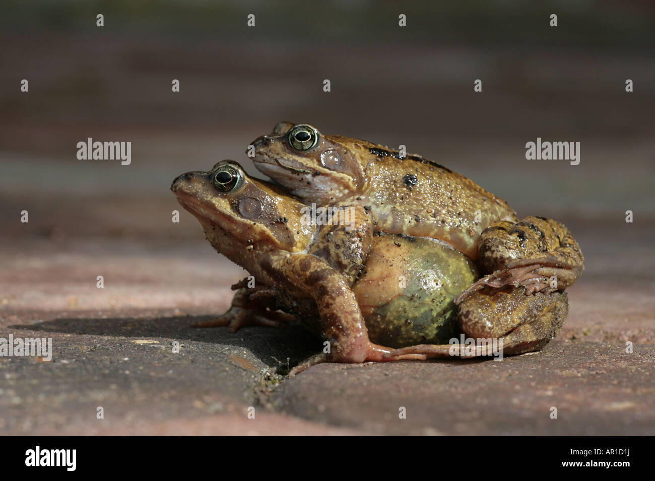 Common Frogs Rana temporaria mating on a garden patio Stock Photo - Alamy