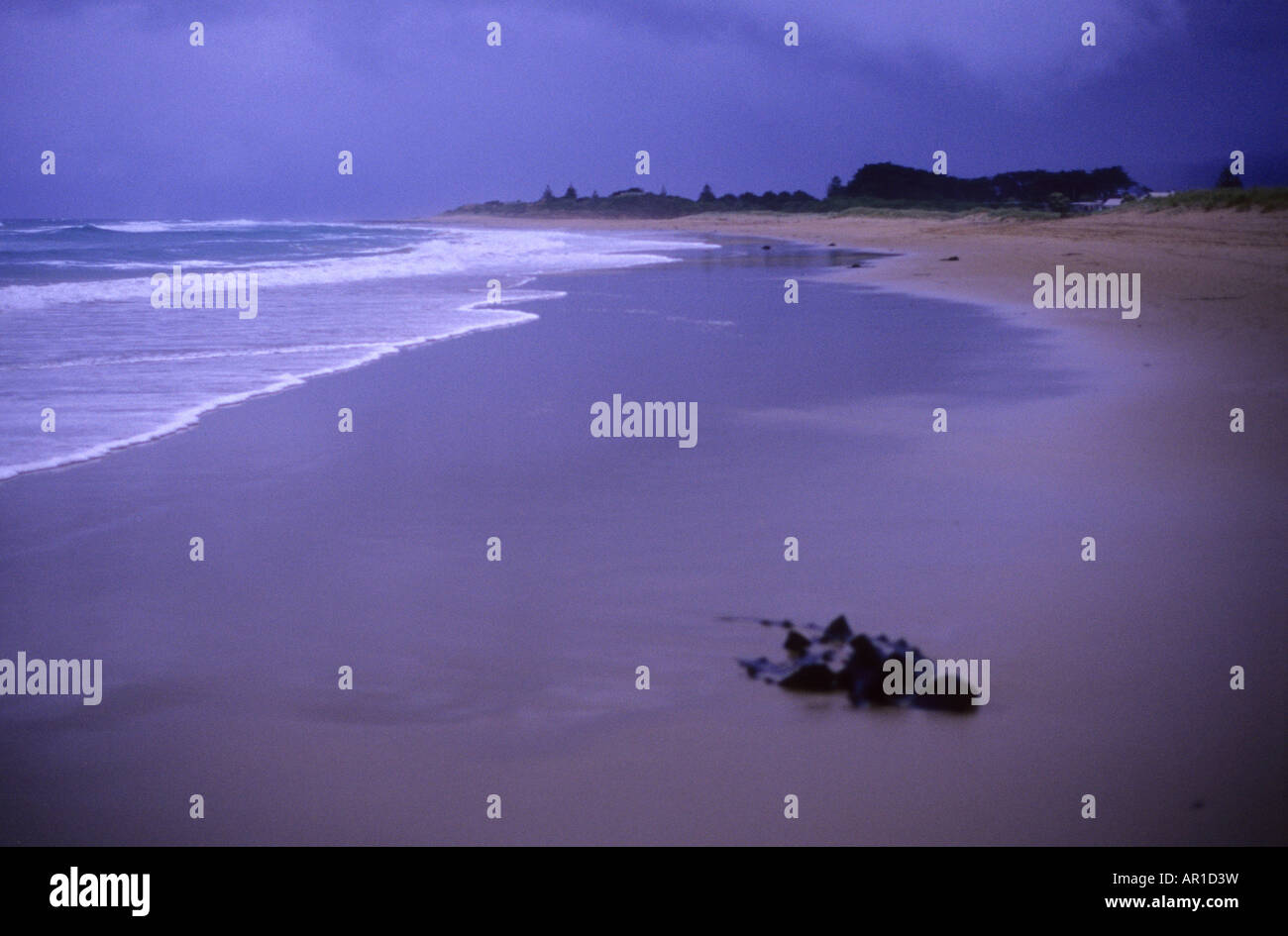 Seaweed on a beach Stock Photo - Alamy