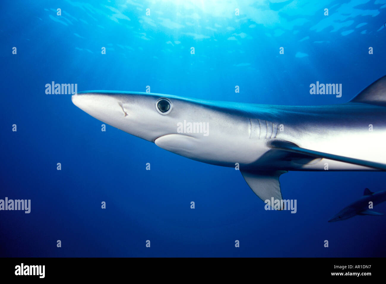 Blue shark prionace glauca california hi-res stock photography and ...