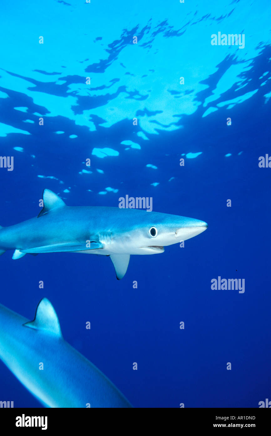 Blue shark Prionace glauca California Pacific Ocean Stock Photo - Alamy