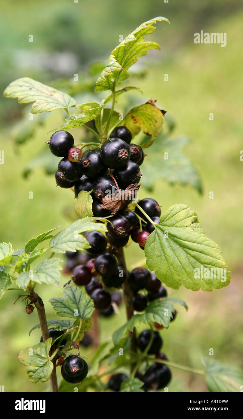 Black currant ben sarek hi-res stock photography and images - Alamy