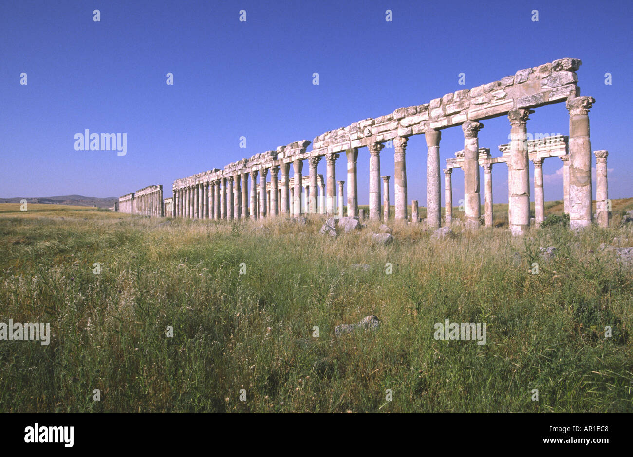 Afamia hi-res stock photography and images - Alamy