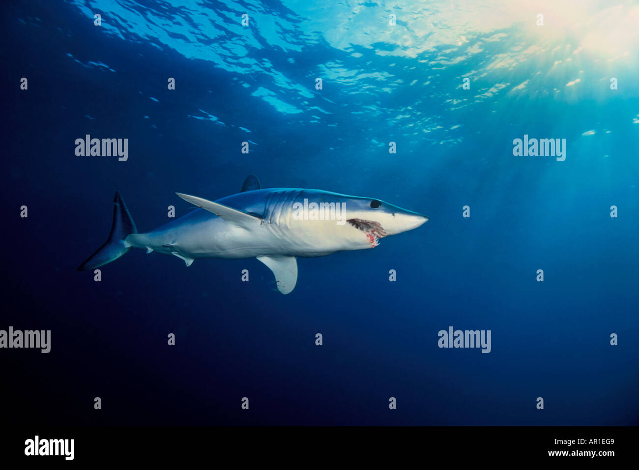 Shortfin mako shark isurus oxyrinchus hi-res stock photography and ...