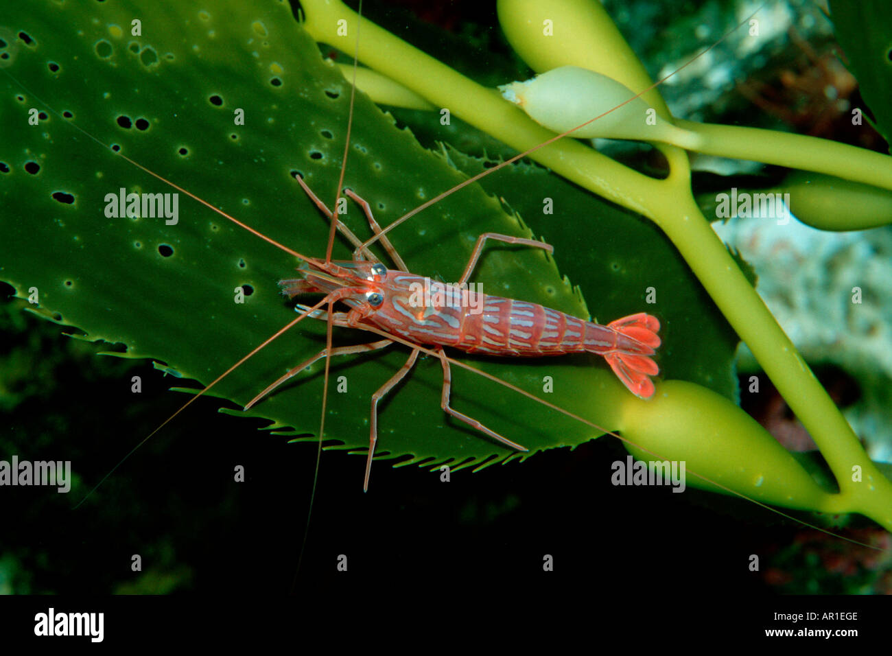 Red Rock Shrimp