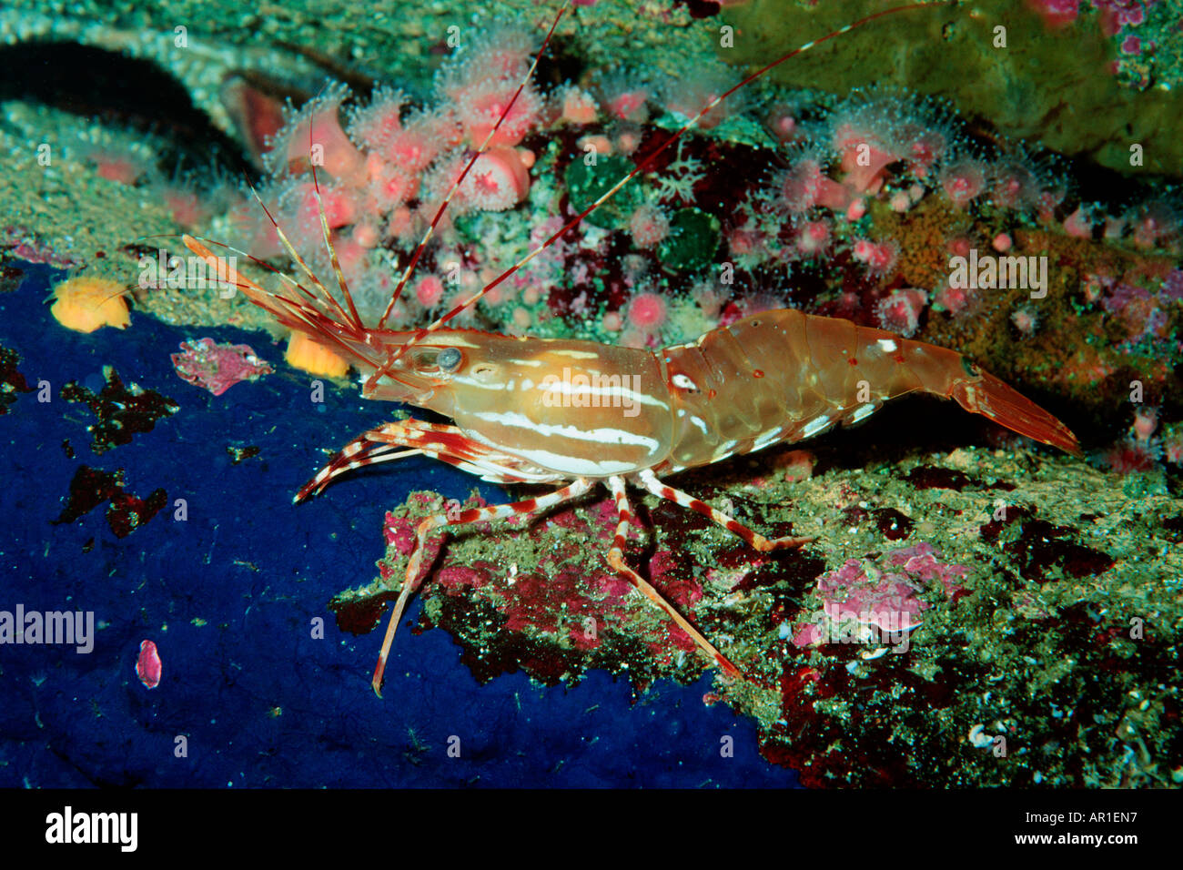 Spot shrimp Pandalus platyceros California Pacific Ocean Stock Photo ...