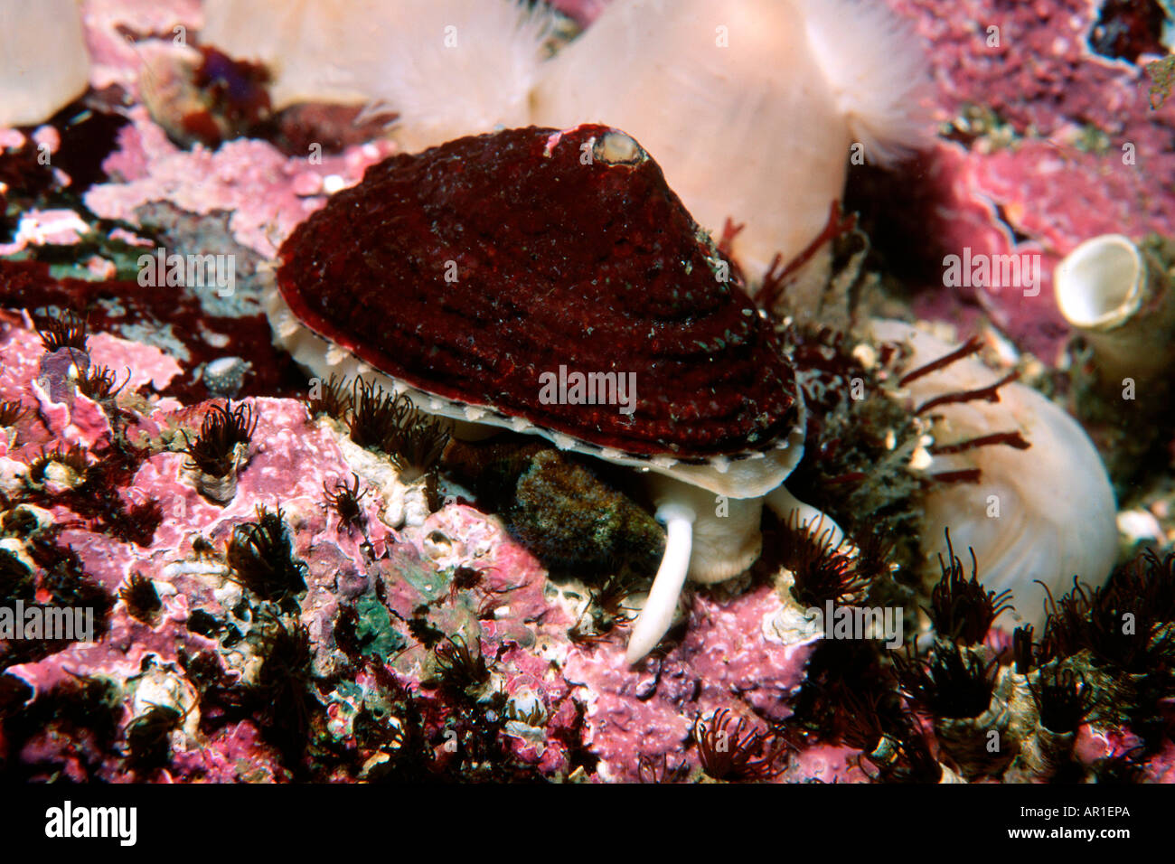 Rough keyhole limpet Diodora aspera British Columbia Pacific Ocean ...